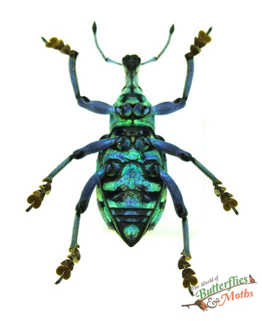 Eupholus magnificus WEST PAPUA - World of Butterflies and Moths