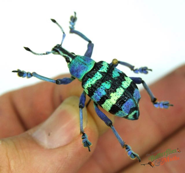 Eupholus magnificus WEST PAPUA - World of Butterflies and Moths
