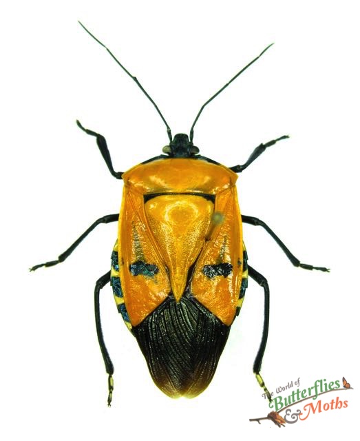 Catacanthus incarnatus Man-Faced Stink Bug (yellow/Red) - World of ...