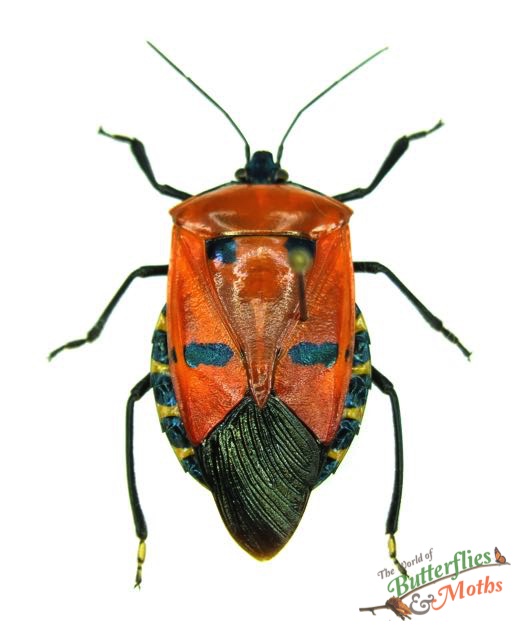 Catacanthus incarnatus Man-Faced Stink Bug (yellow/Red) - World of ...