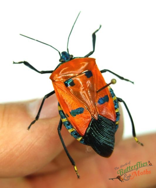 Catacanthus incarnatus Man-Faced Stink Bug (yellow/Red) - World of ...