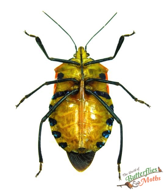 Catacanthus incarnatus Man-Faced Stink Bug (yellow/Red) - World of ...