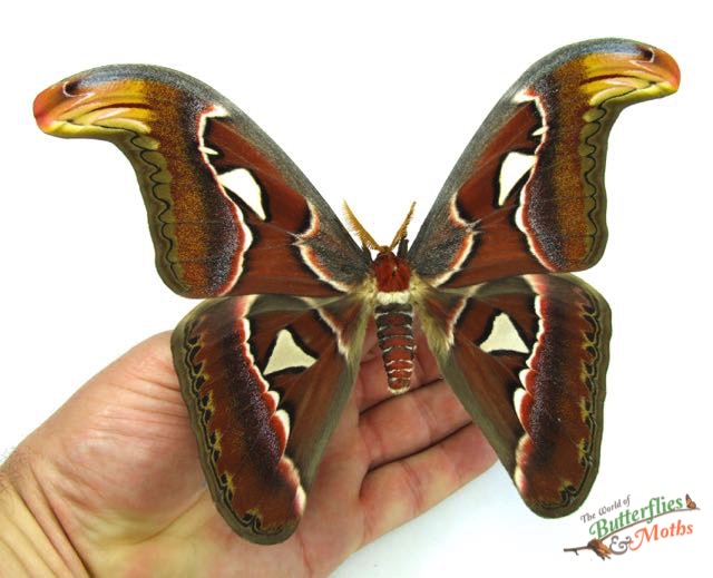 Attacus atlas GIANT ATLAS Silk-moth - World of Butterflies and Moths
