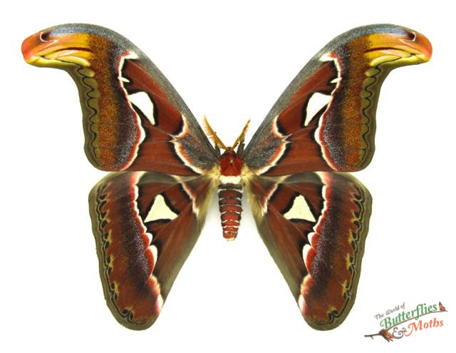 Attacus atlas GIANT ATLAS Silk-moth - World of Butterflies and Moths