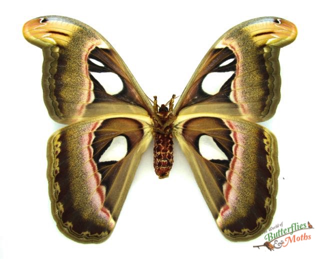 Attacus atlas GIANT ATLAS Silk-moth - World of Butterflies and Moths