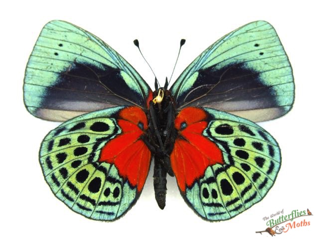 Asterope leprieuri optima PERU - World of Butterflies and Moths