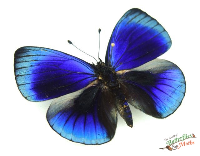 Asterope leprieuri optima PERU - World of Butterflies and Moths