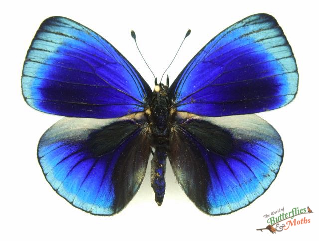 Asterope leprieuri optima PERU - World of Butterflies and Moths