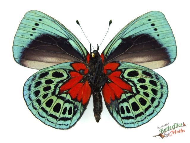 Asterope leprieuri optima PERU - World of Butterflies and Moths