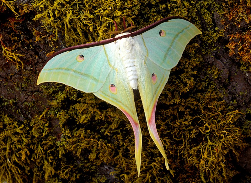 Indian Moon Moth File:Actias Selene ♂ (Indian Luna Moth)