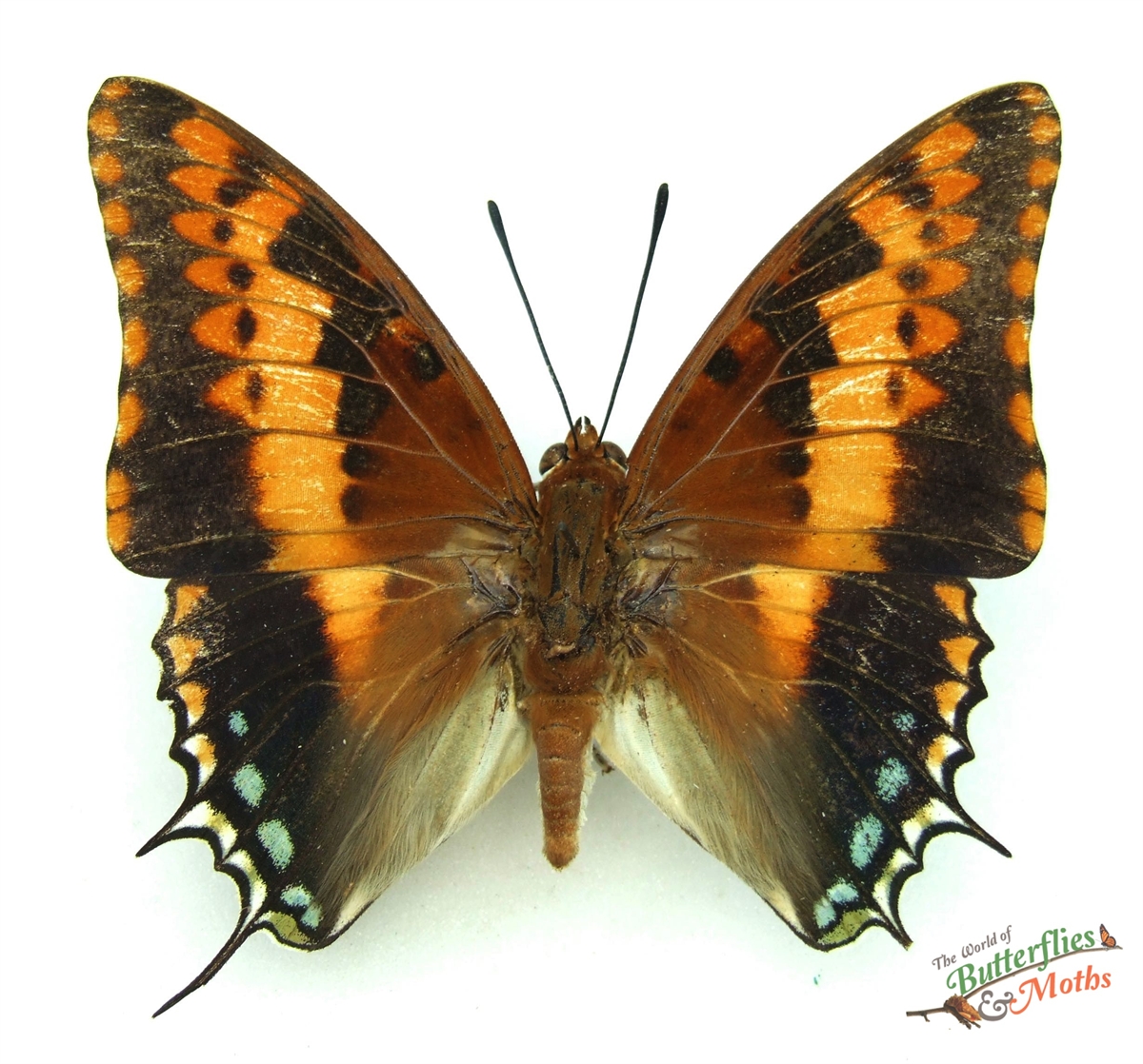 Charaxes jasius BOTSWANA - World of Butterflies and Moths