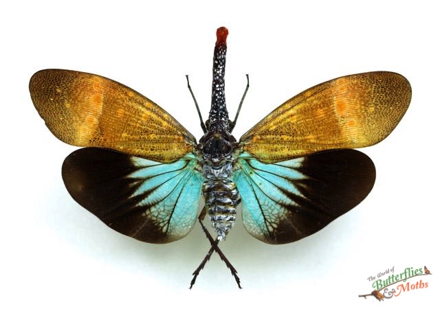 Pyrops pyrorhynchus MALAYSIA - World of Butterflies and Moths