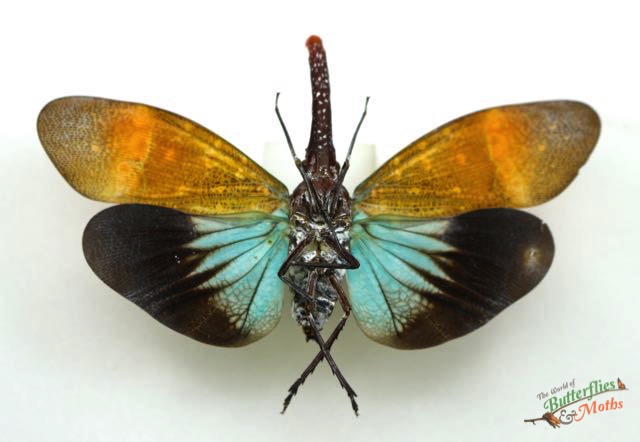 Pyrops pyrorhynchus MALAYSIA - World of Butterflies and Moths