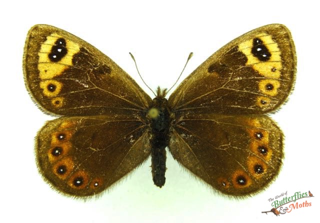 Erebia epistygne SPRING RINGLET - World of Butterflies and Moths
