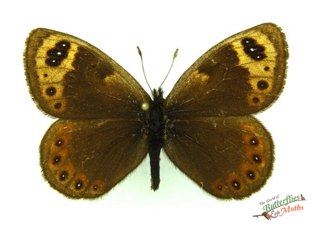 Erebia epistygne SPRING RINGLET - World of Butterflies and Moths