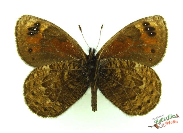 Erebia epistygne SPRING RINGLET - World of Butterflies and Moths
