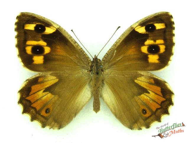 Hipparchia aristaeus SOUTHERN GRAYLING - World of Butterflies and Moths