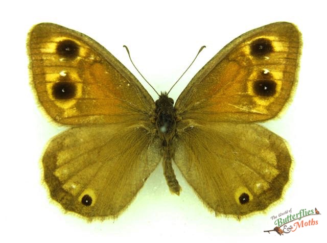 Hipparchia hansii AUSTAUT'S GRAYLING - World of Butterflies and Moths