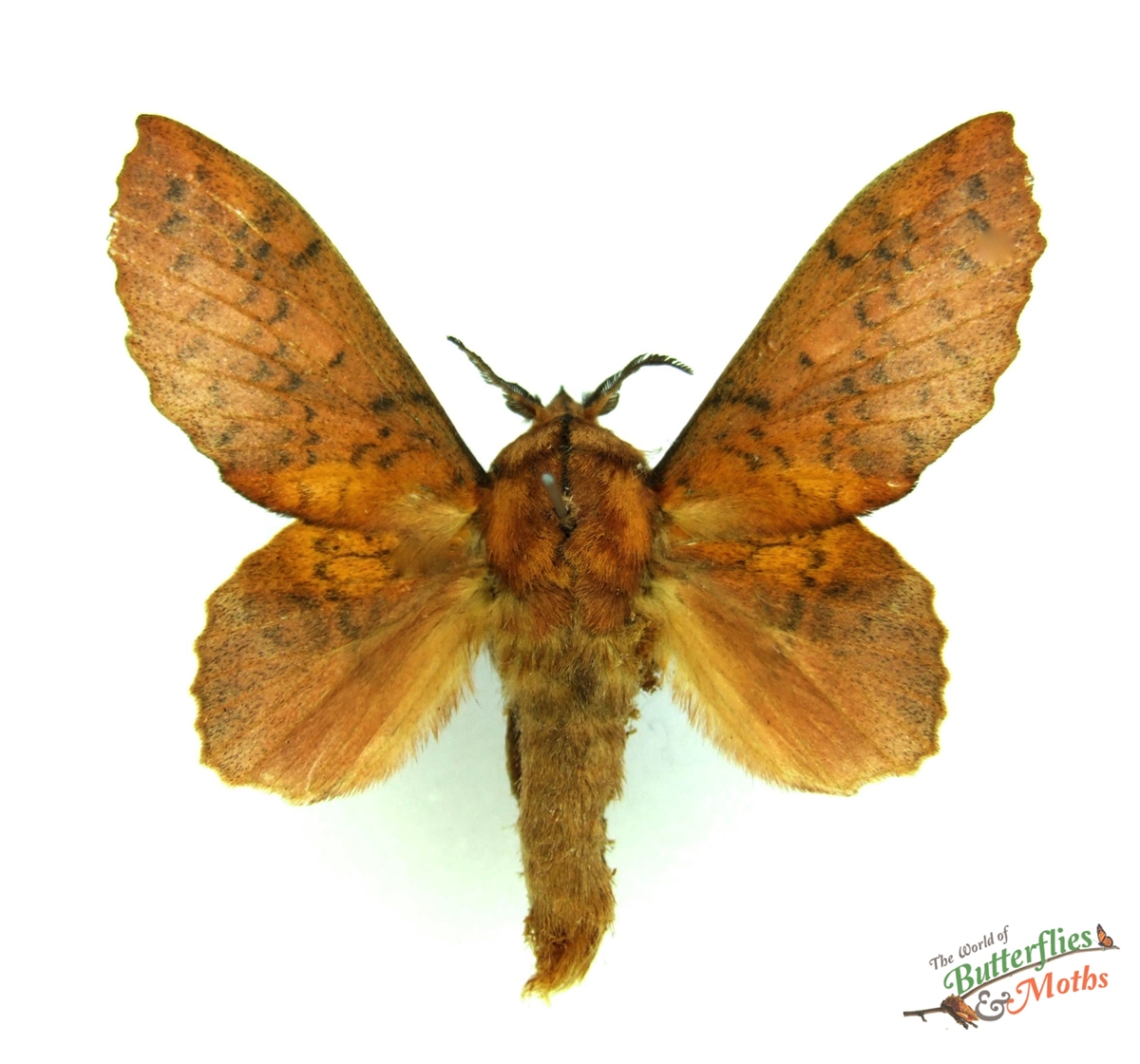 Gastropacha populifolia POPLAR LAPPET MOTH - World of Butterflies and Moths