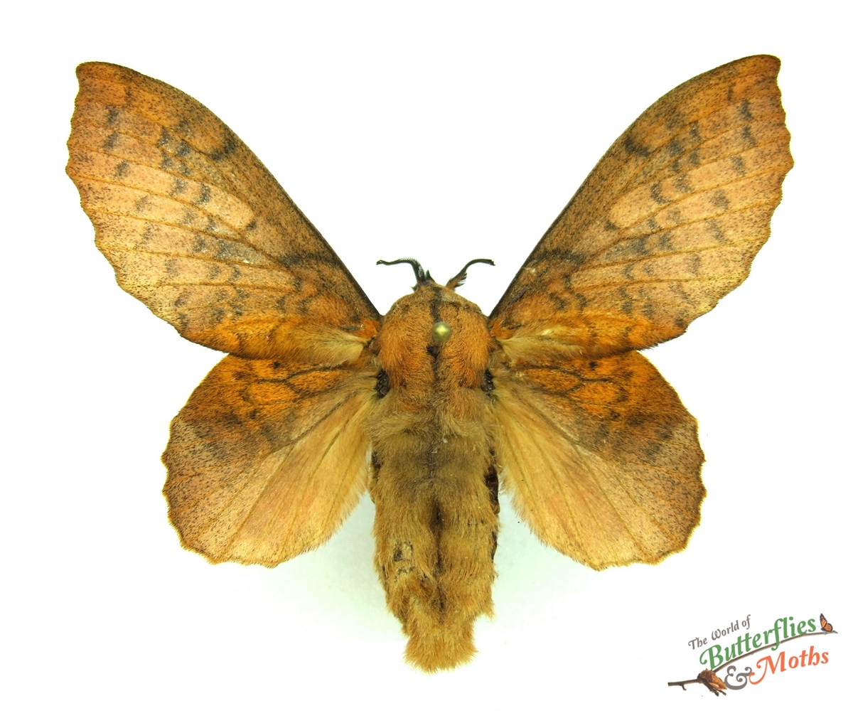Gastropacha populifolia POPLAR LAPPET MOTH - World of Butterflies and Moths