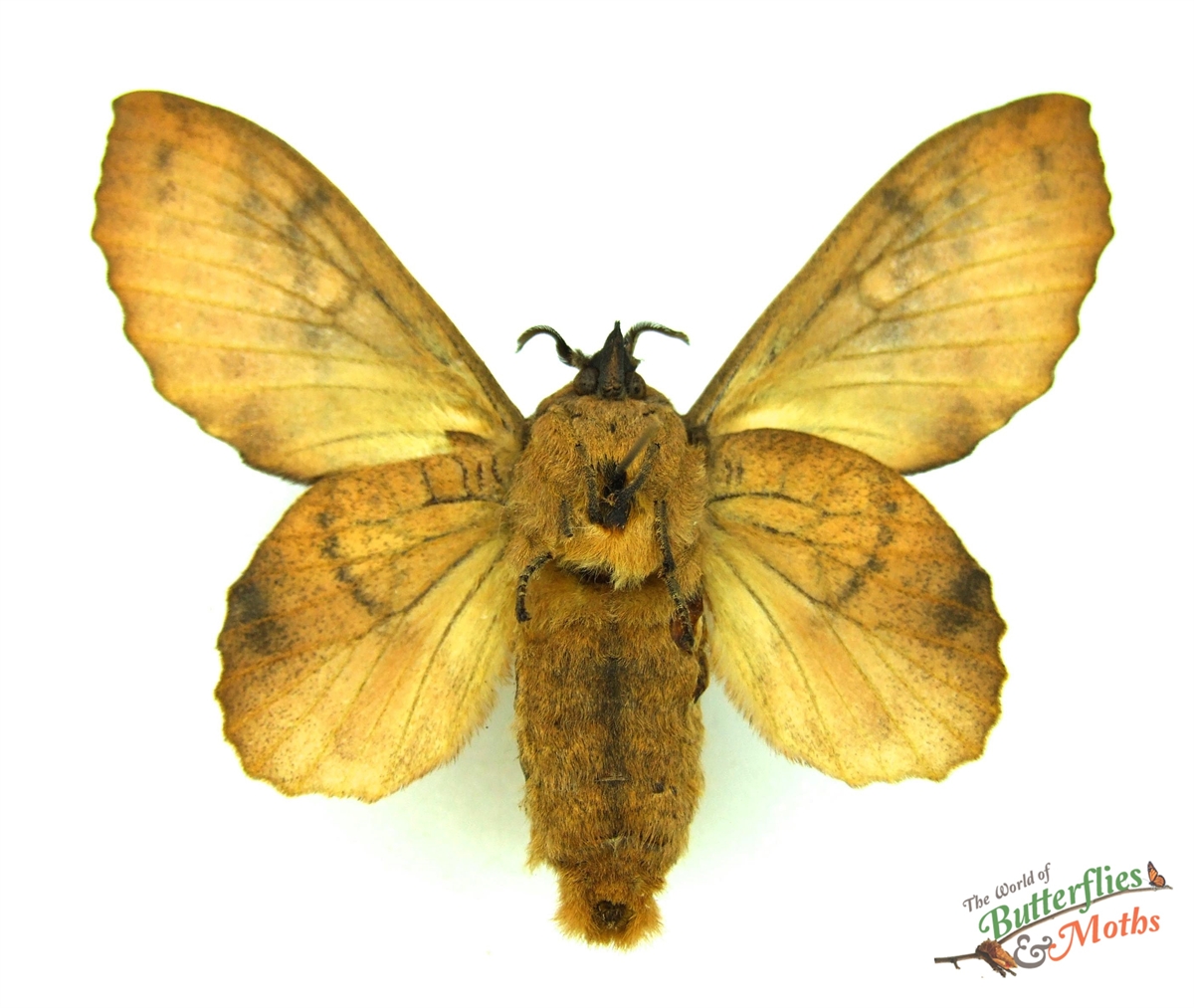 Gastropacha populifolia POPLAR LAPPET MOTH - World of Butterflies and Moths