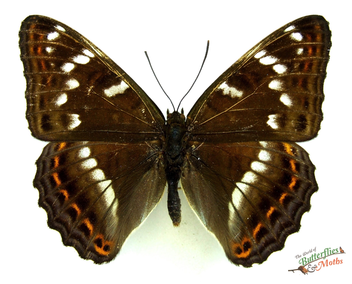 Limenitis populi POPLAR WHITE ADMIRAL - World of Butterflies and Moths