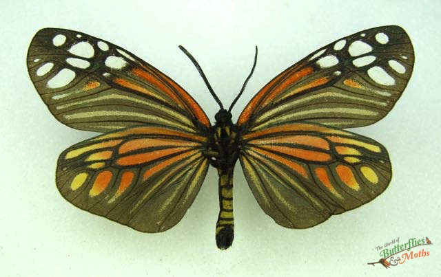 Campylotes histrionicus VIETNAM - World of Butterflies and Moths