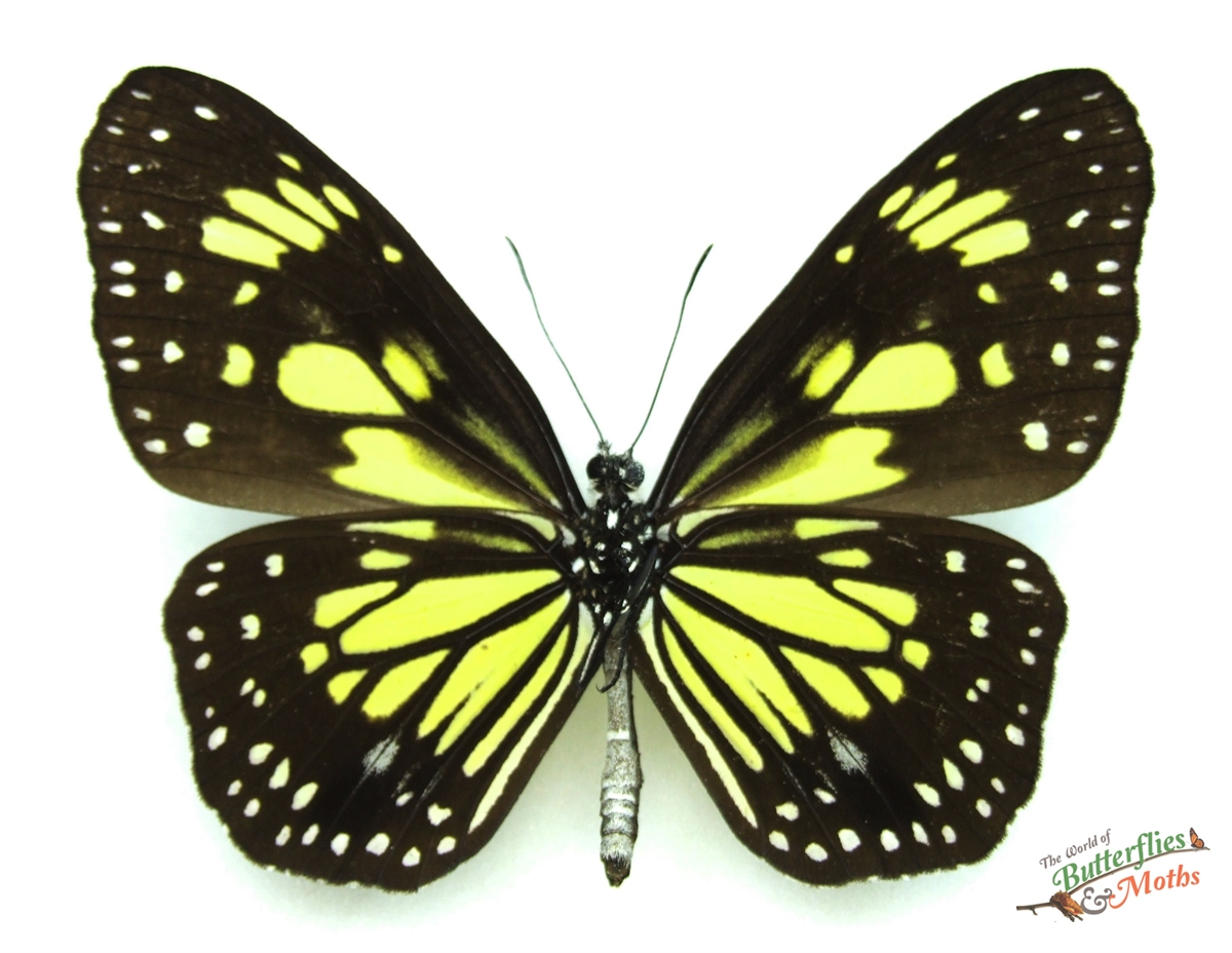 Parantica cleona INDONESIA - World of Butterflies and Moths