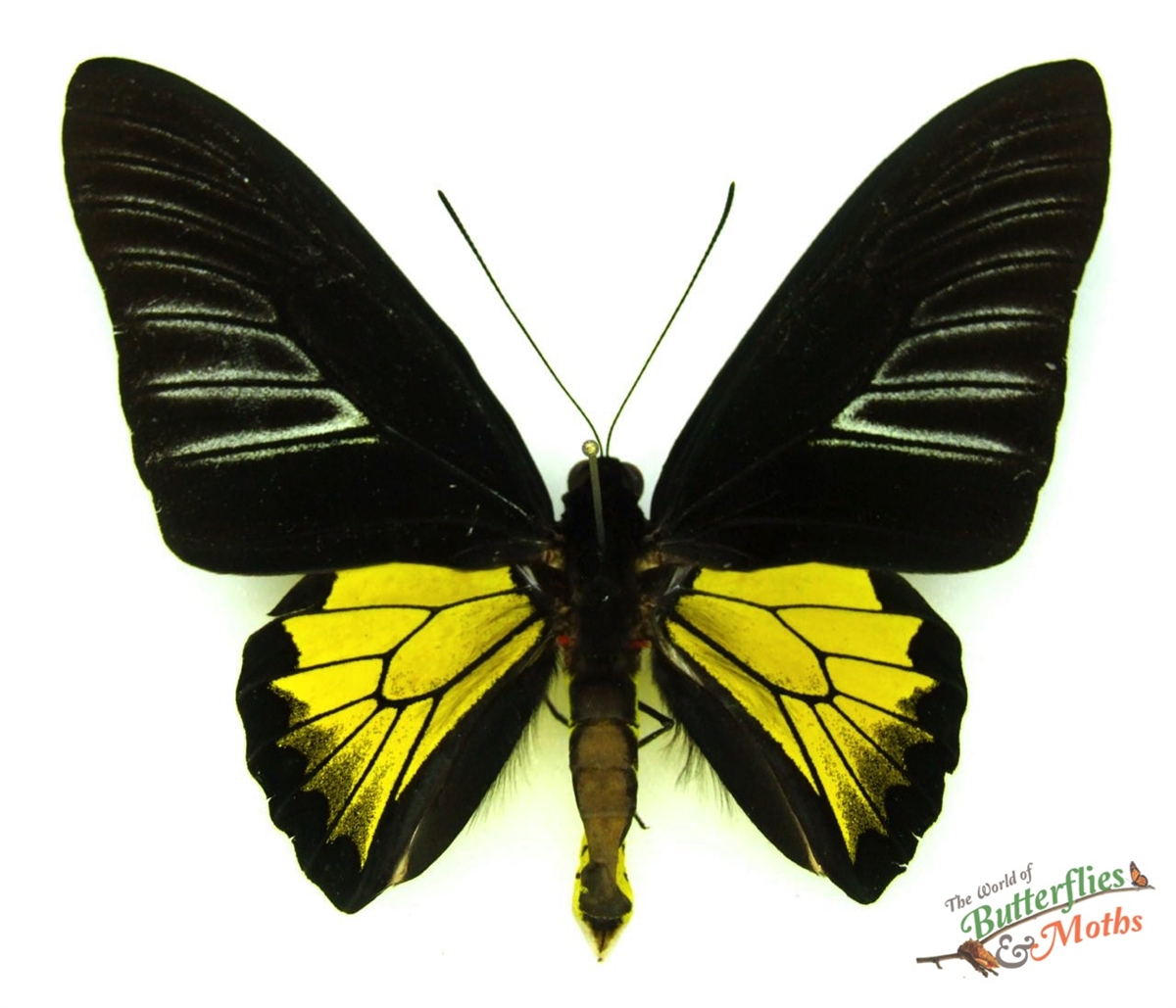 Troides rhadamantus PHILIPPINES - World of Butterflies and Moths
