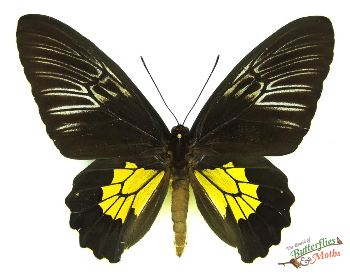 Troides rhadamantus PHILIPPINES - World of Butterflies and Moths