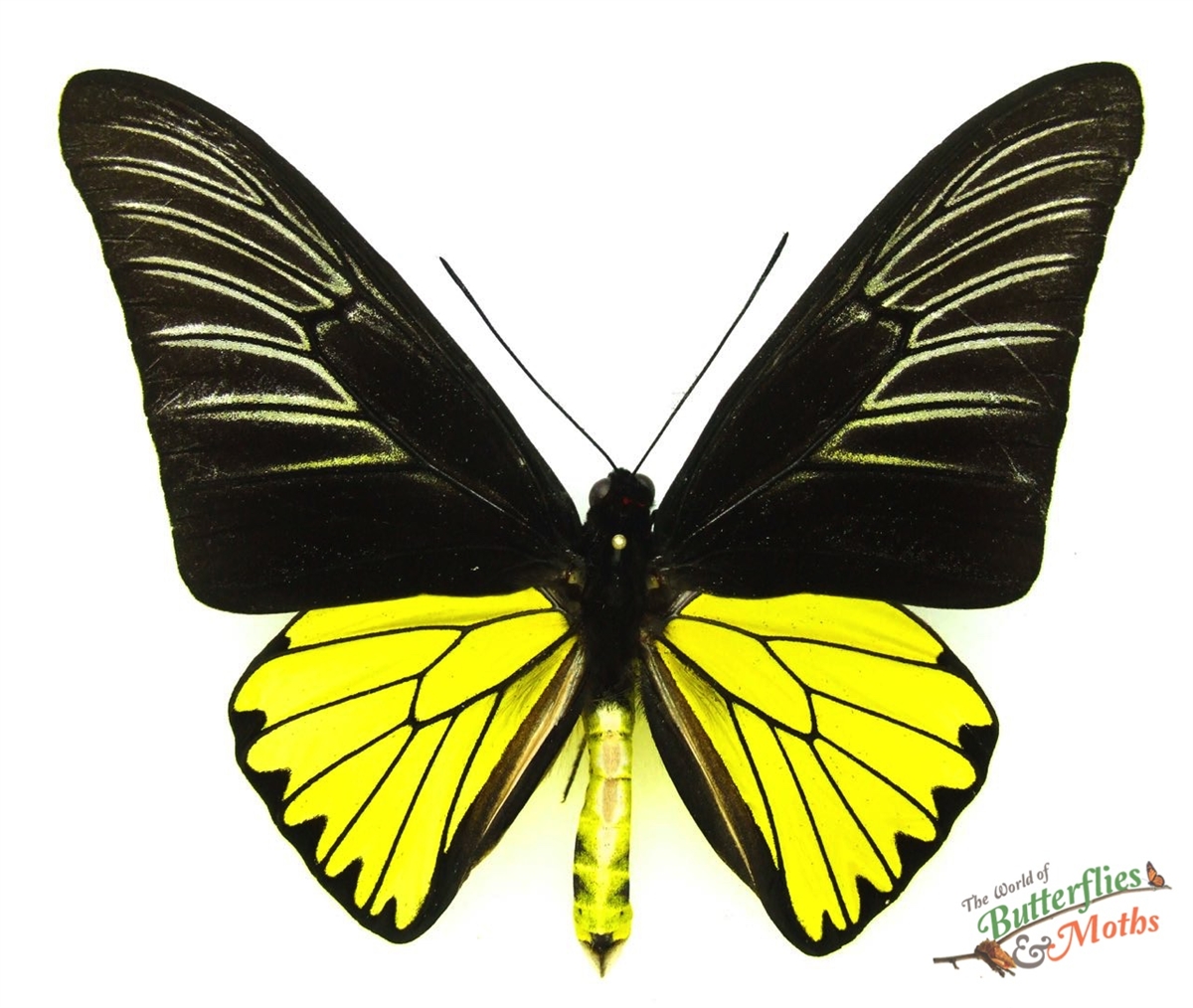 Troides magellanus PHILIPPINES - World of Butterflies and Moths
