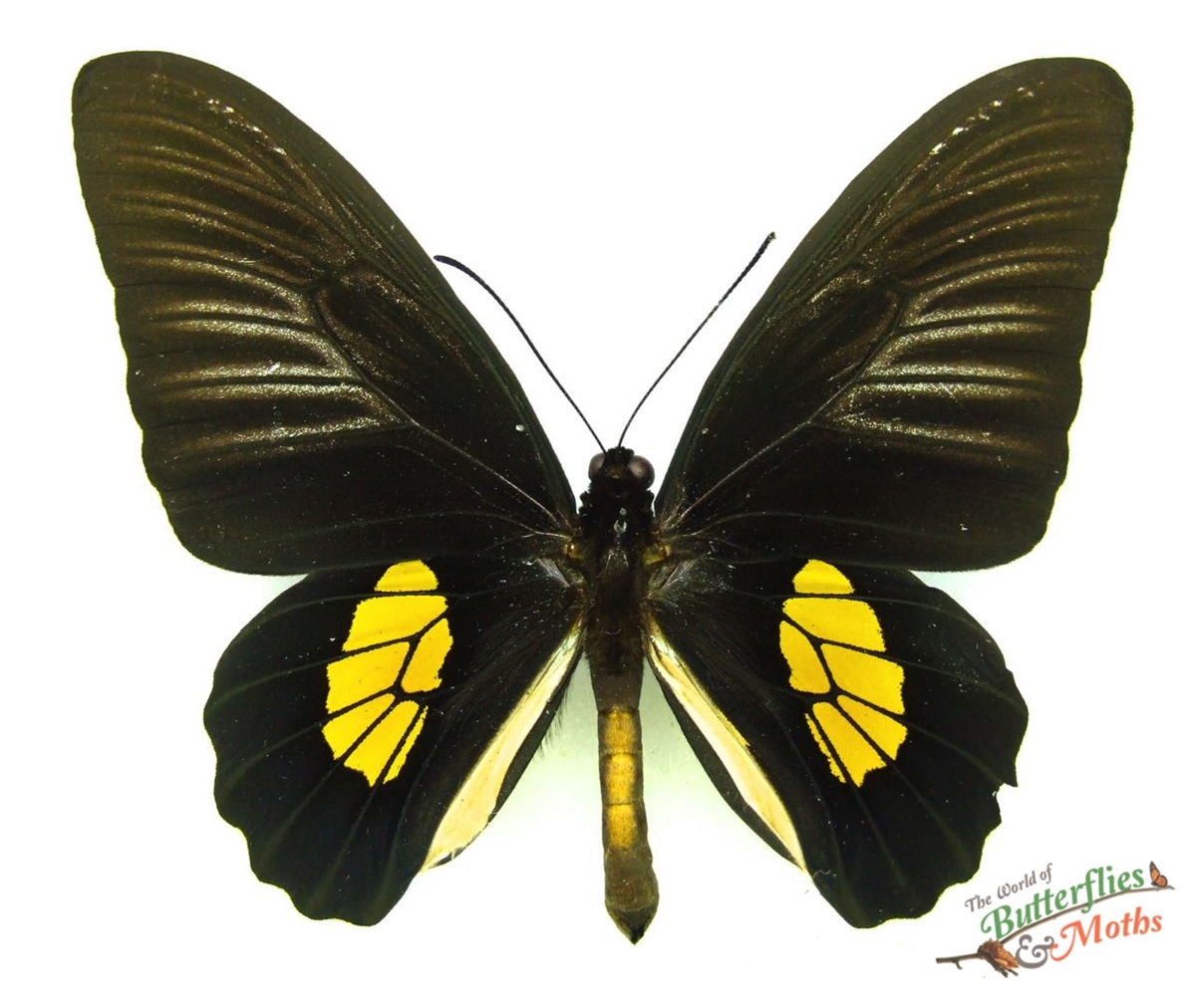 Troides haliphron INDONESIA - World of Butterflies and Moths