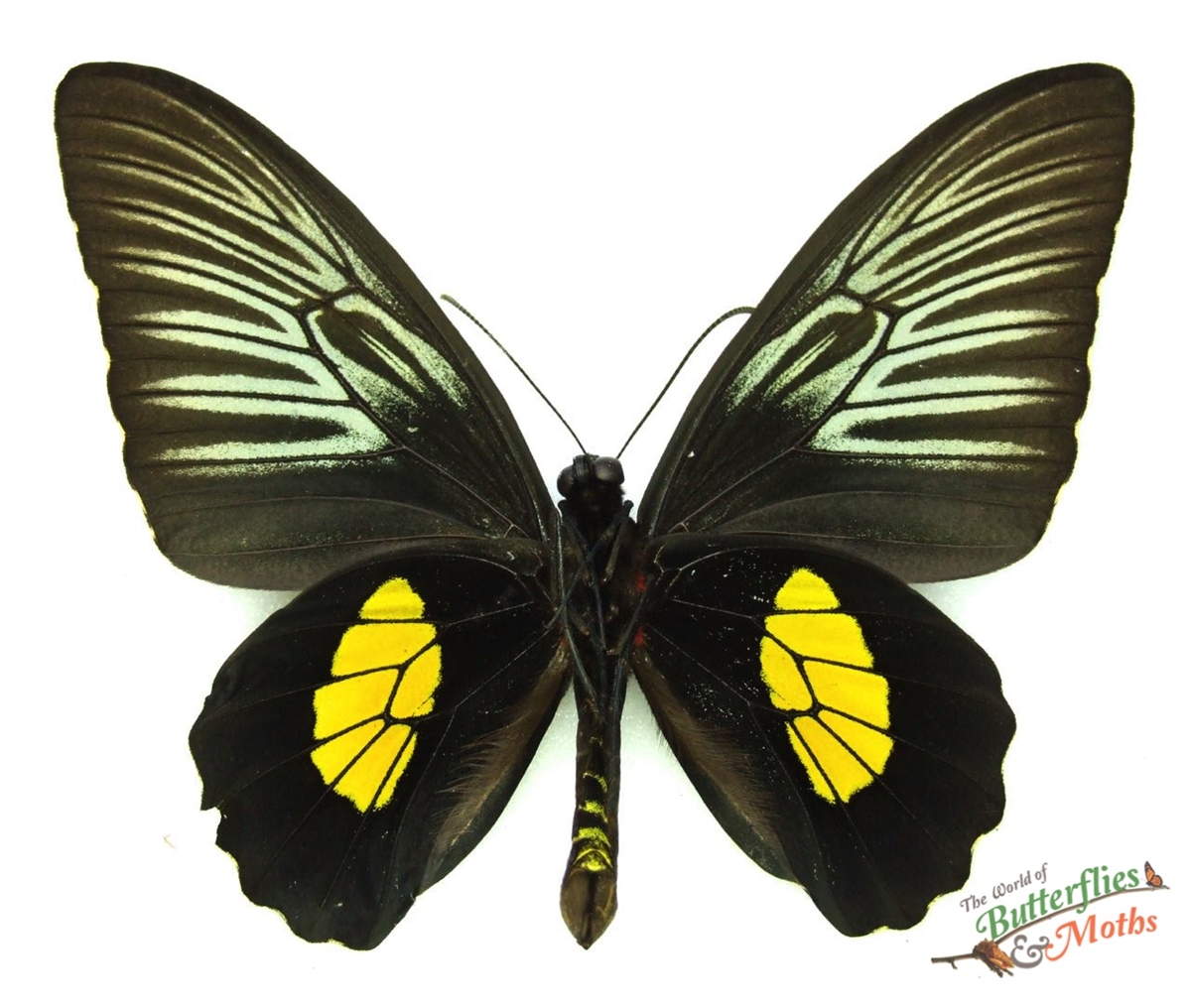 Troides haliphron INDONESIA - World of Butterflies and Moths