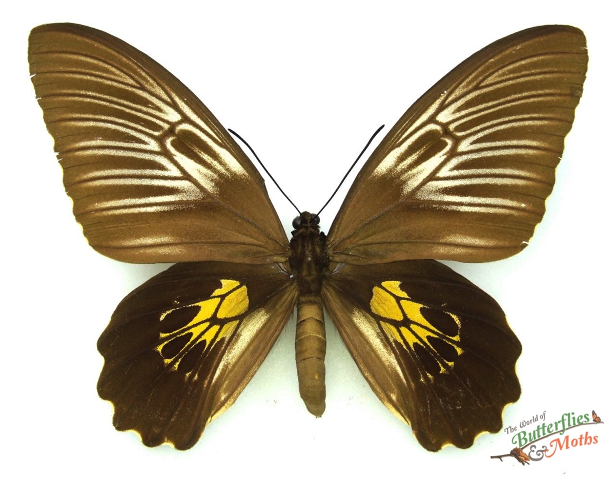 Troides haliphron INDONESIA - World of Butterflies and Moths