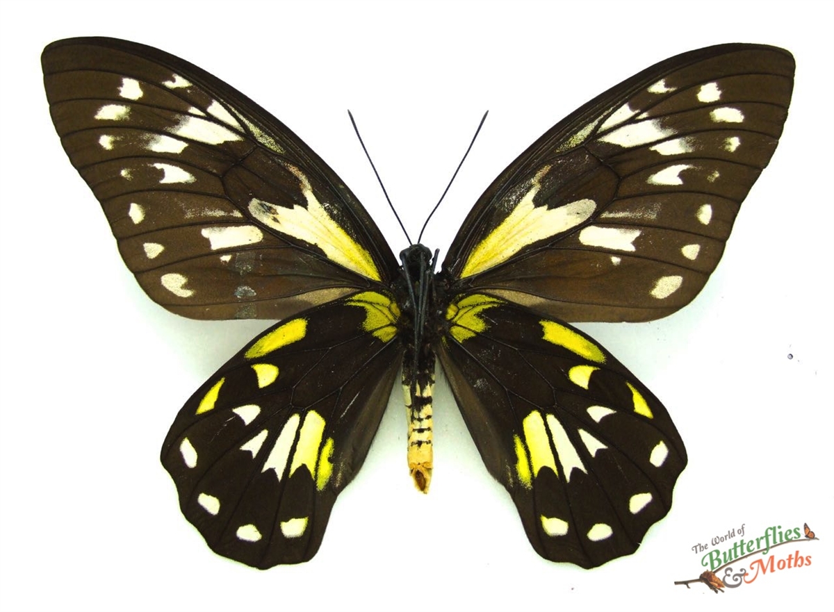 Ornithoptera victoriae maramasikensis SOLOMON ISLANDS - World of ...