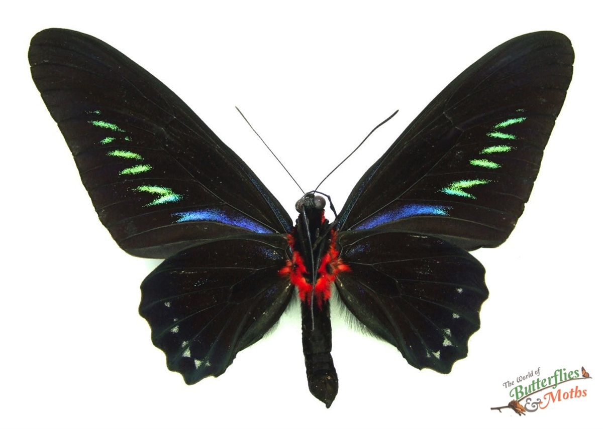 Trogonoptera trojana PHILIPPINES (Male A-) - World of Butterflies and Moths