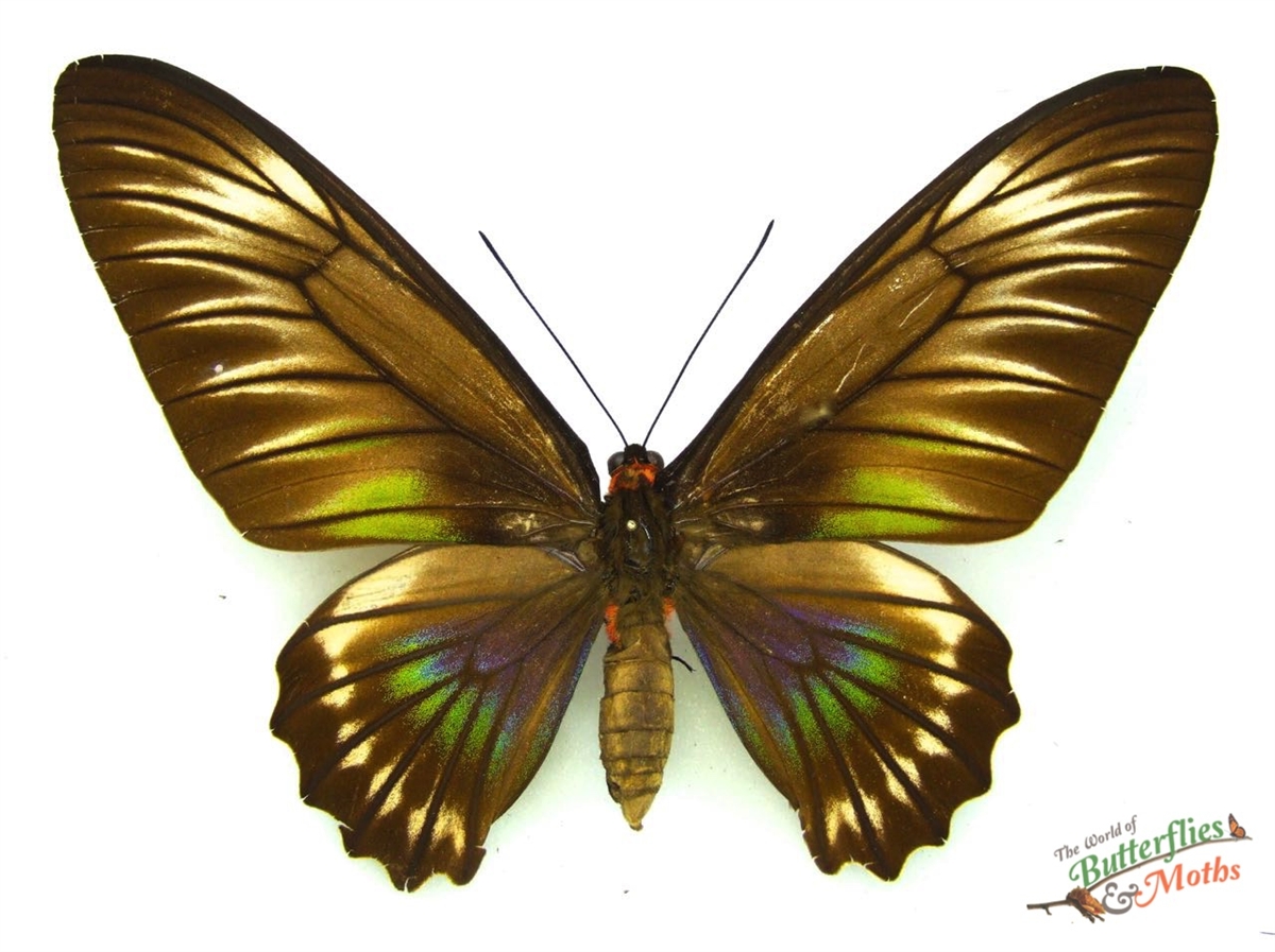 Trogonoptera trojana PHILIPPINES (Pair) - World of Butterflies and Moths