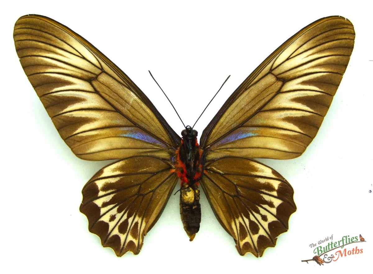 Trogonoptera trojana PHILIPPINES (Pair) - World of Butterflies and Moths