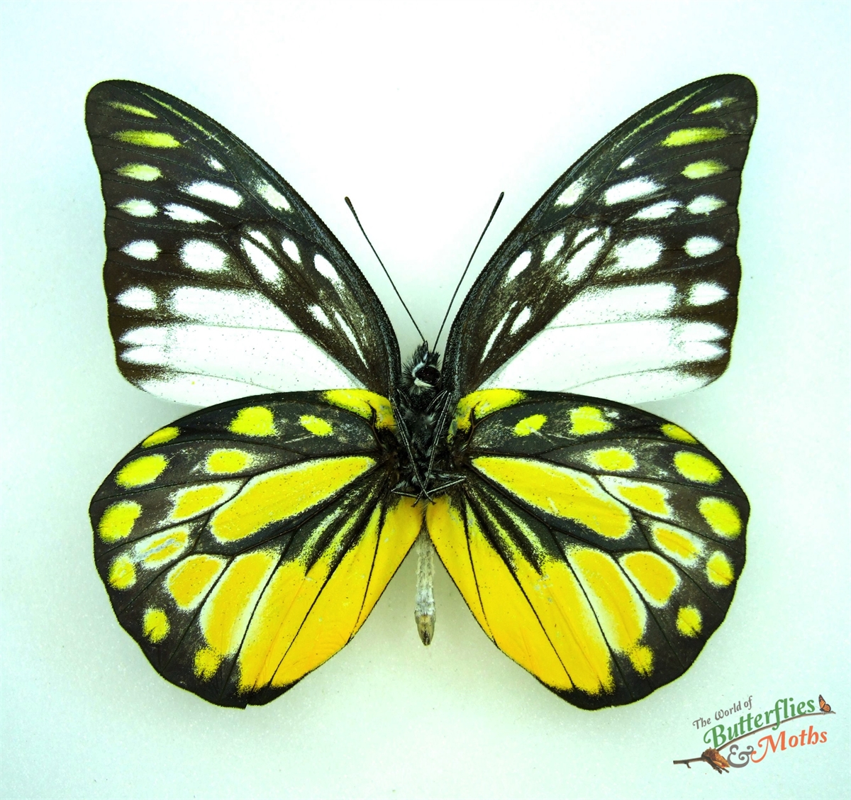 Prioneris thestylis Spotted Sawtooth - World of Butterflies and Moths