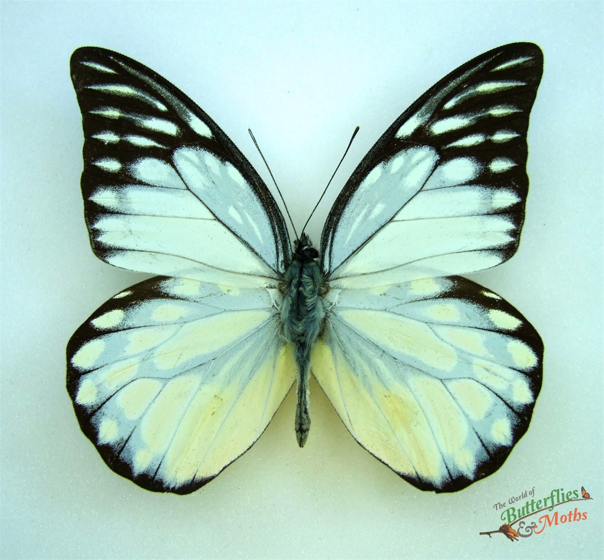 Prioneris thestylis Spotted Sawtooth - World of Butterflies and Moths