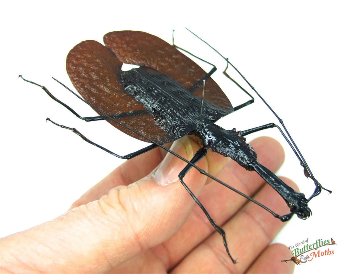 Mormolyce phyllodes Violin Beetle SUMATRA - World of Butterflies and Moths