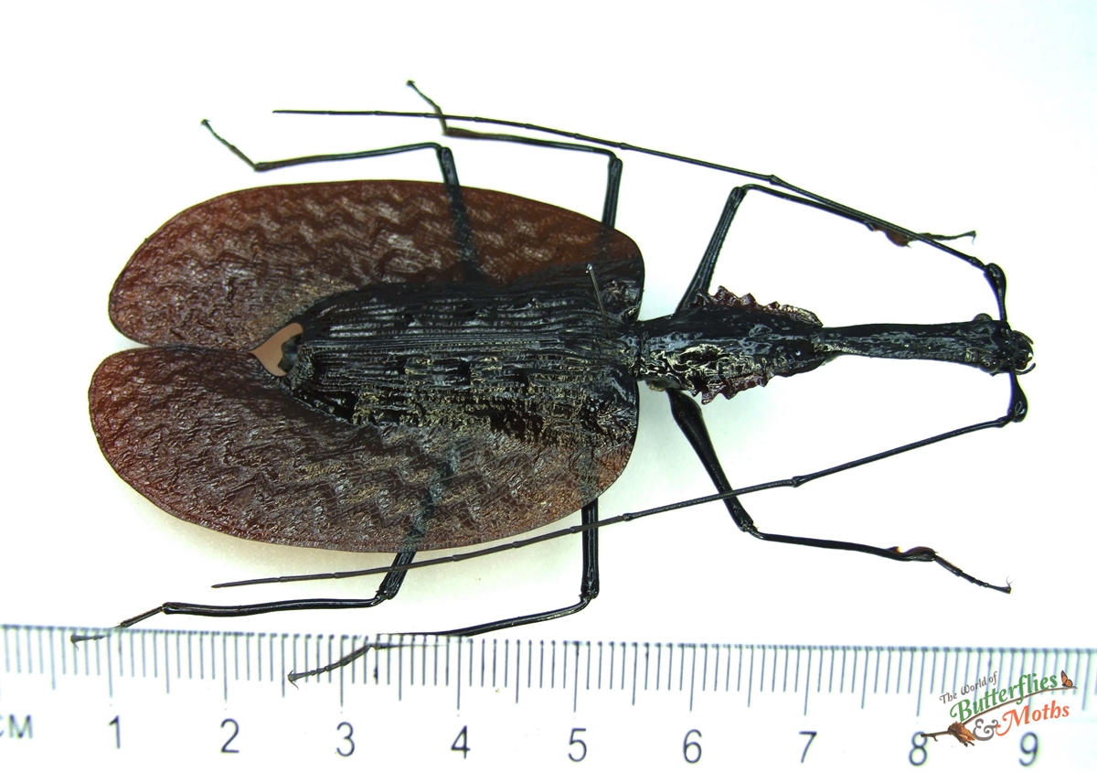 Mormolyce phyllodes Violin Beetle SUMATRA - World of Butterflies and Moths