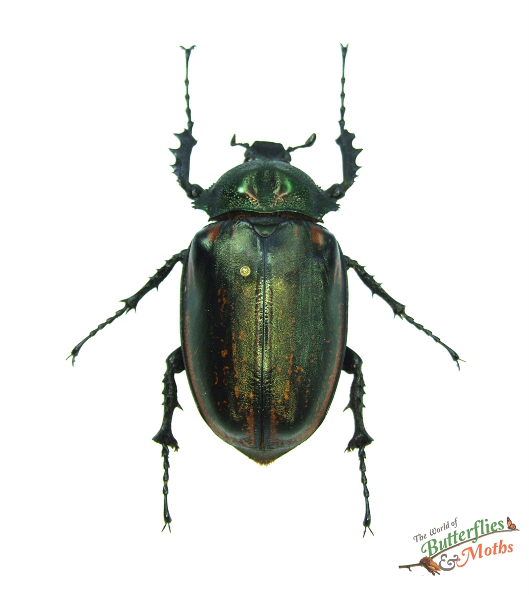 Cheirotonus jansoni CHINA - World of Butterflies and Moths