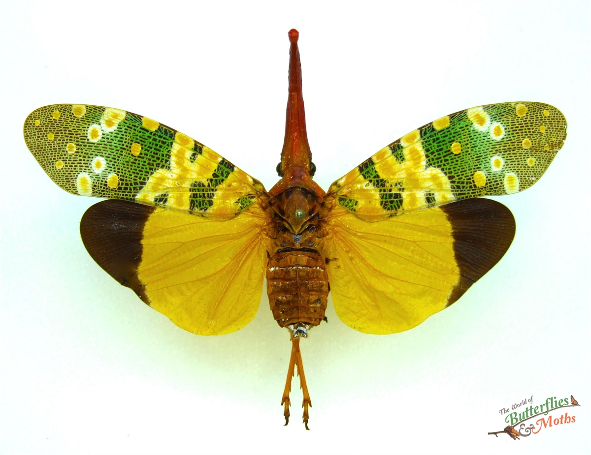 Pyrops candelaria THAILAND - World of Butterflies and Moths