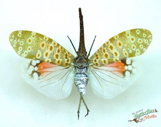 Pyrops oculata MALAYSIA - World of Butterflies and Moths