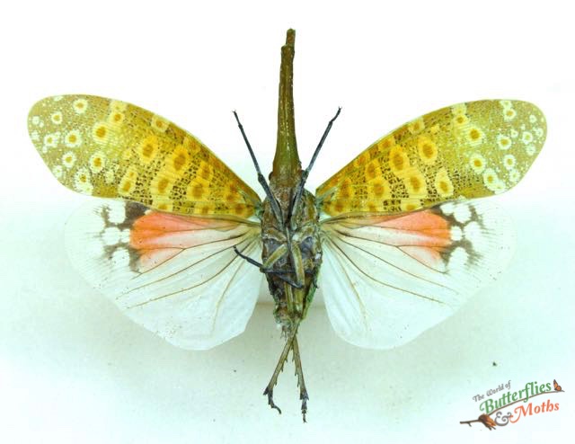 Pyrops oculata MALAYSIA - World of Butterflies and Moths