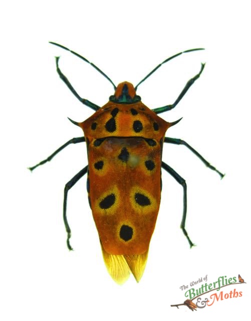 Cantao ocellatus Spotted Shield Bug JAVA - World of Butterflies and Moths