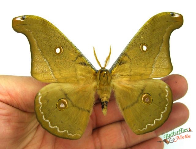 Copaxa lavendera GUATEMALA - World of Butterflies and Moths