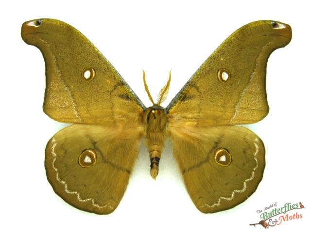 Copaxa lavendera GUATEMALA - World of Butterflies and Moths