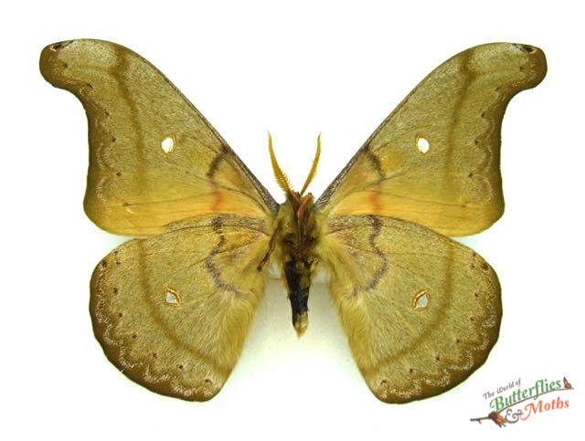 Copaxa lavendera GUATEMALA - World of Butterflies and Moths